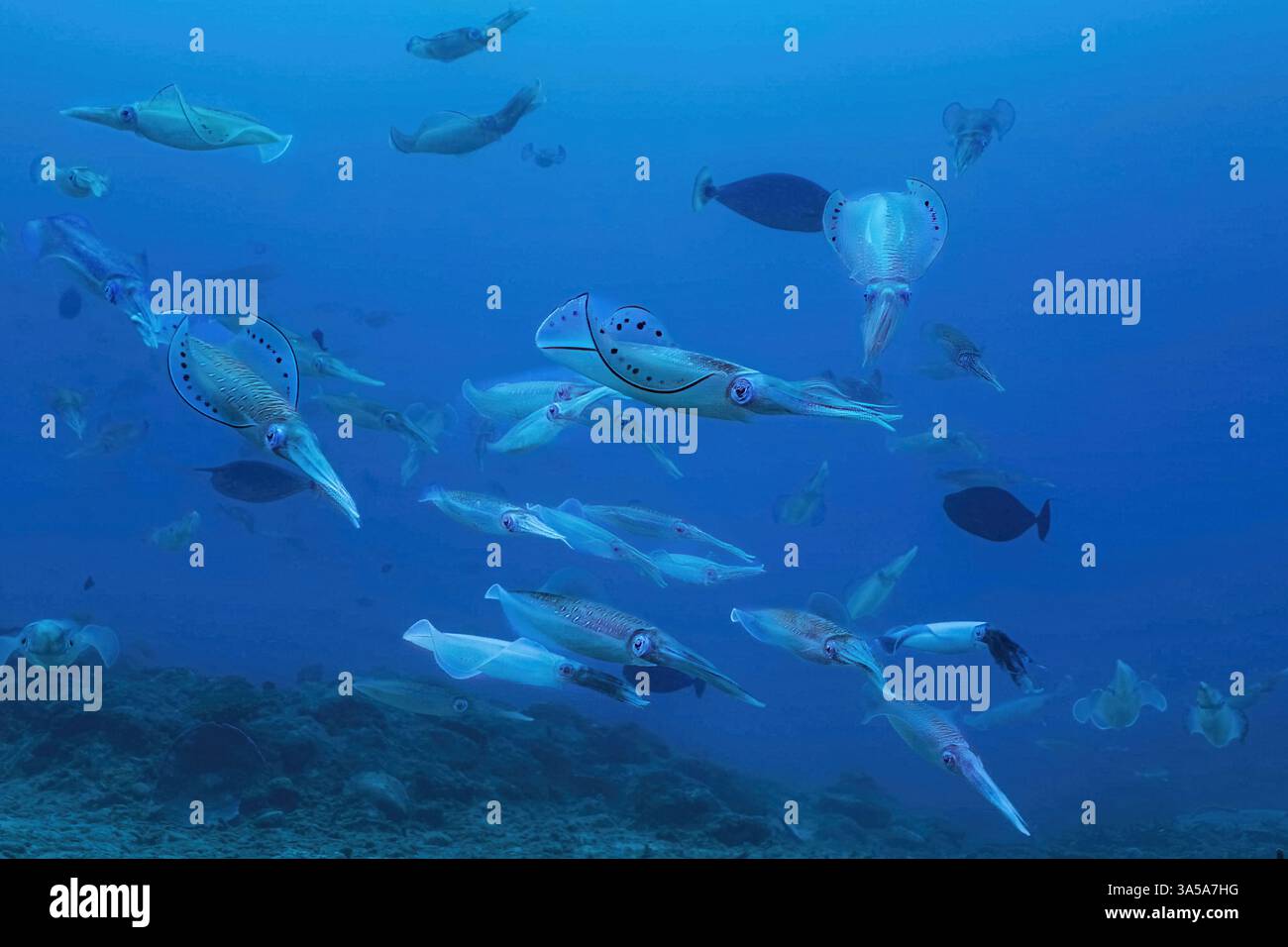 Gliding through the deep blue of Mayotte’s lagoon, these graceful ...