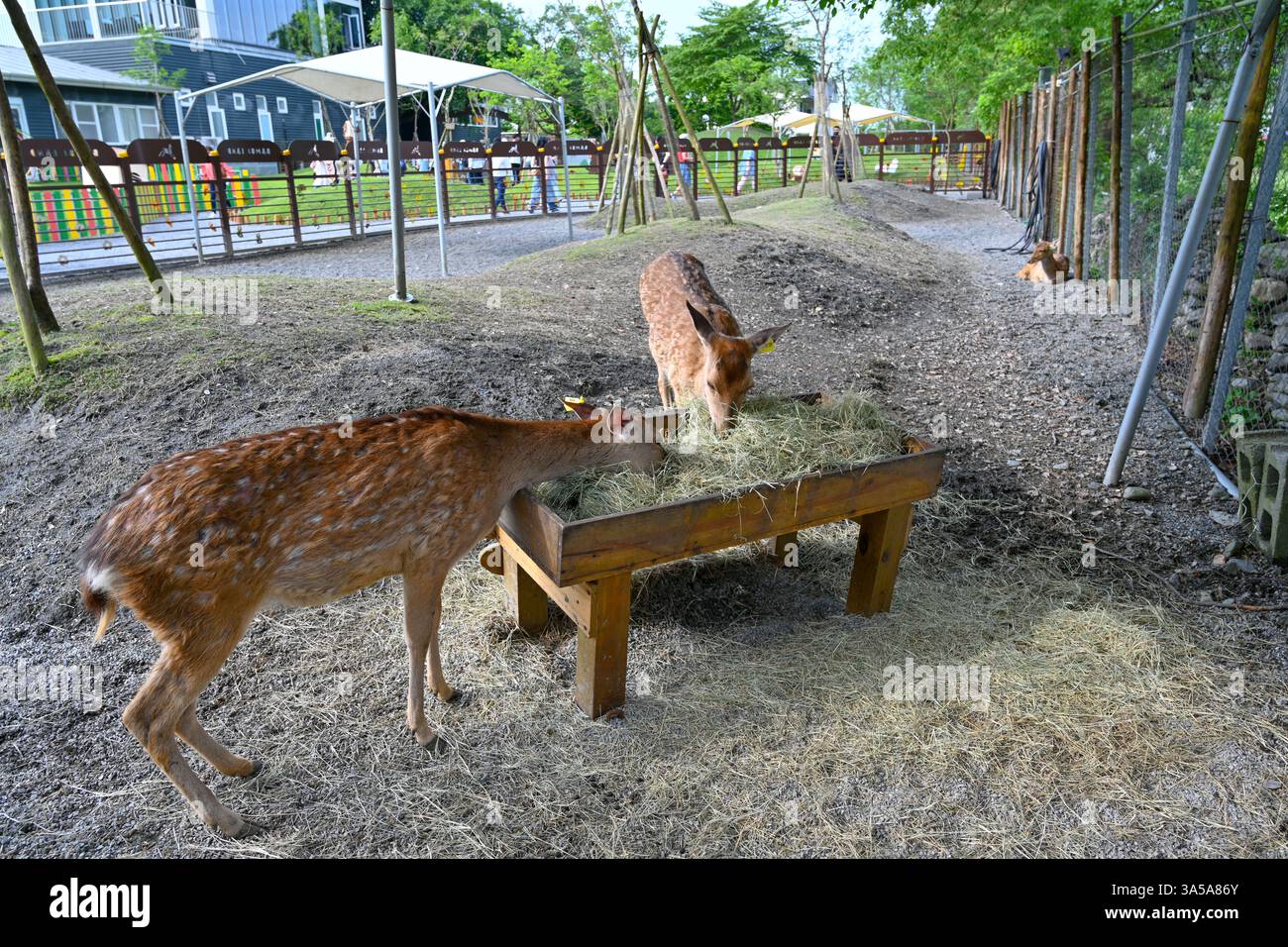 Sika Deer Feeding from a Wooden Trough Stock Photo - Alamy