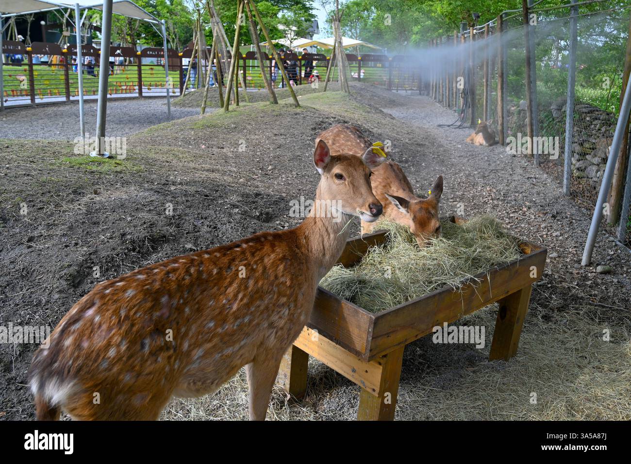 Sika Deer Feeding from a Wooden Trough Stock Photo - Alamy