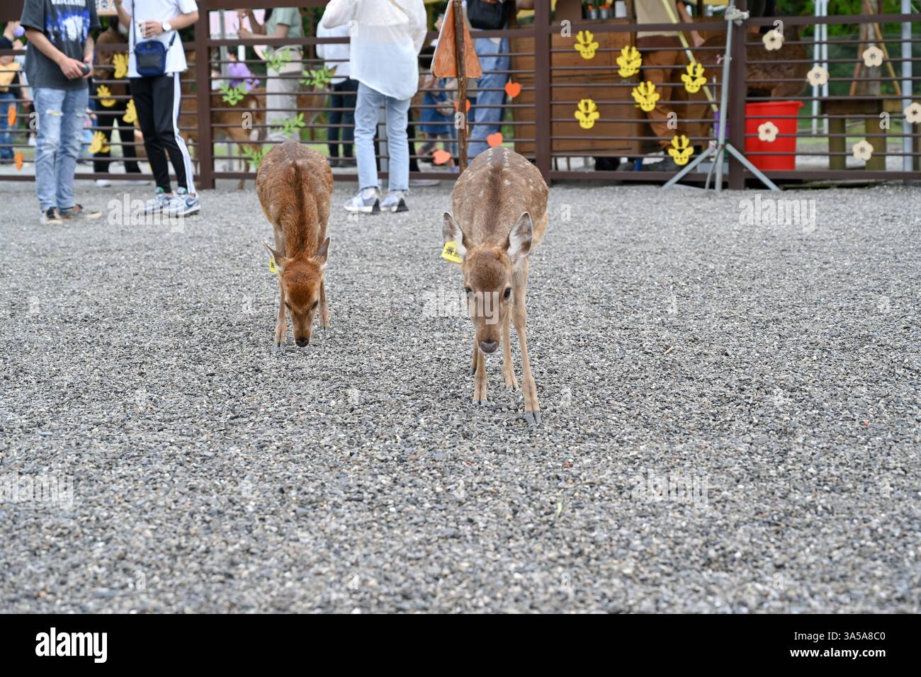 Adorable Deer Standing Calmly – A Peaceful Moment in the Zoo Stock ...