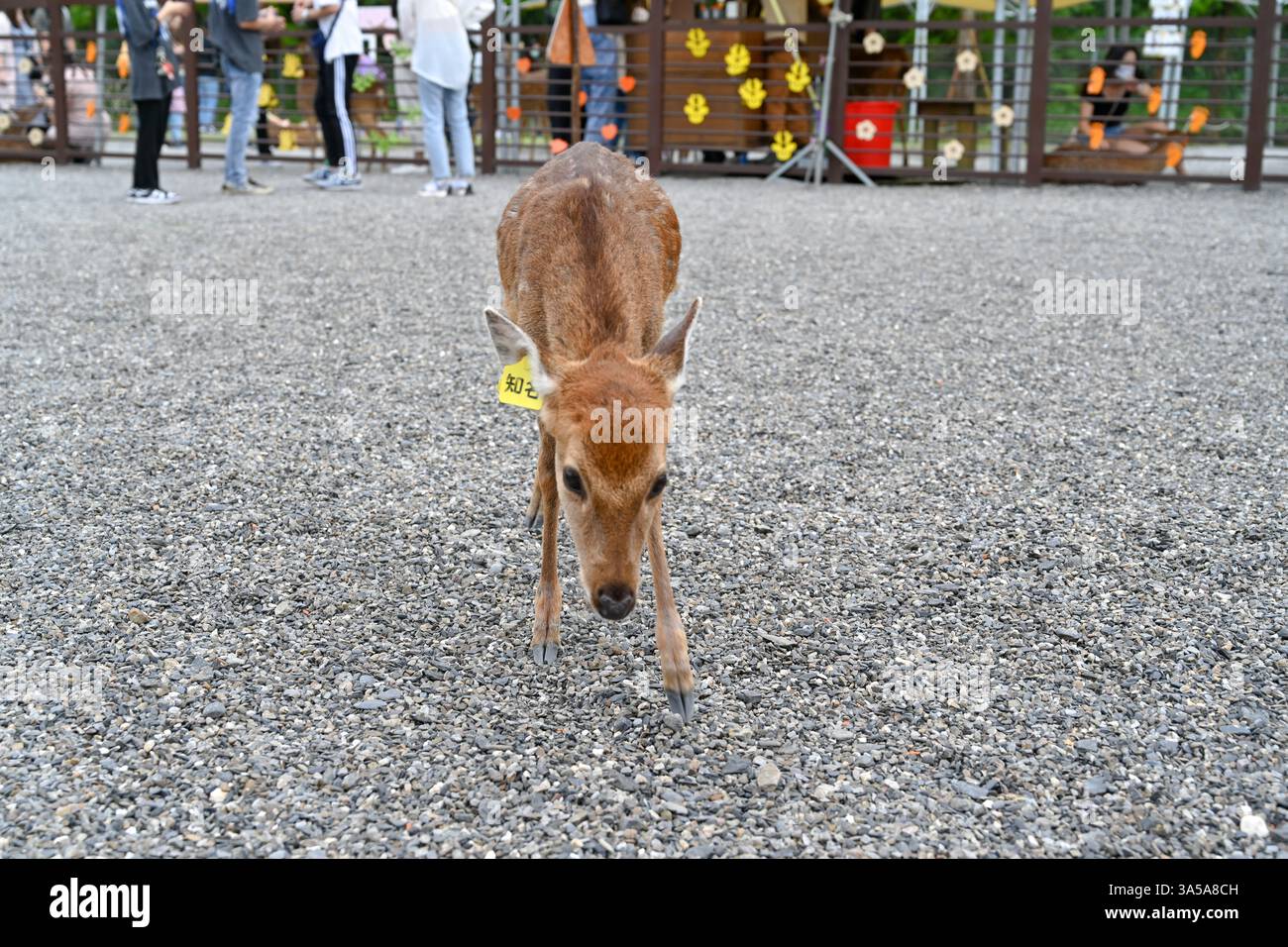Adorable Deer Standing Calmly – A Peaceful Moment in the Zoo Stock ...