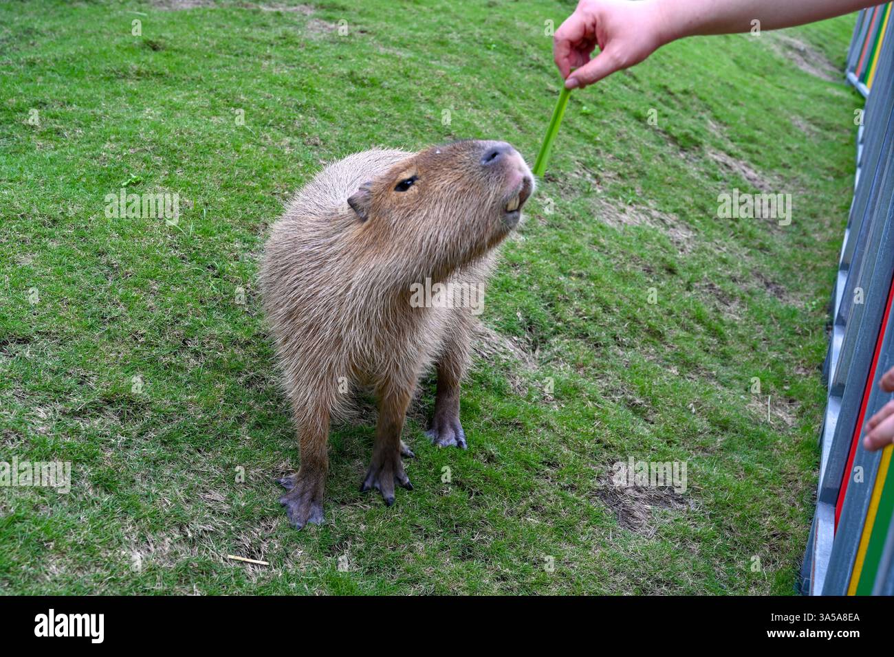 Adorable Capybara Waiting for Food. A Gentle Animal's Stock Photo - Alamy