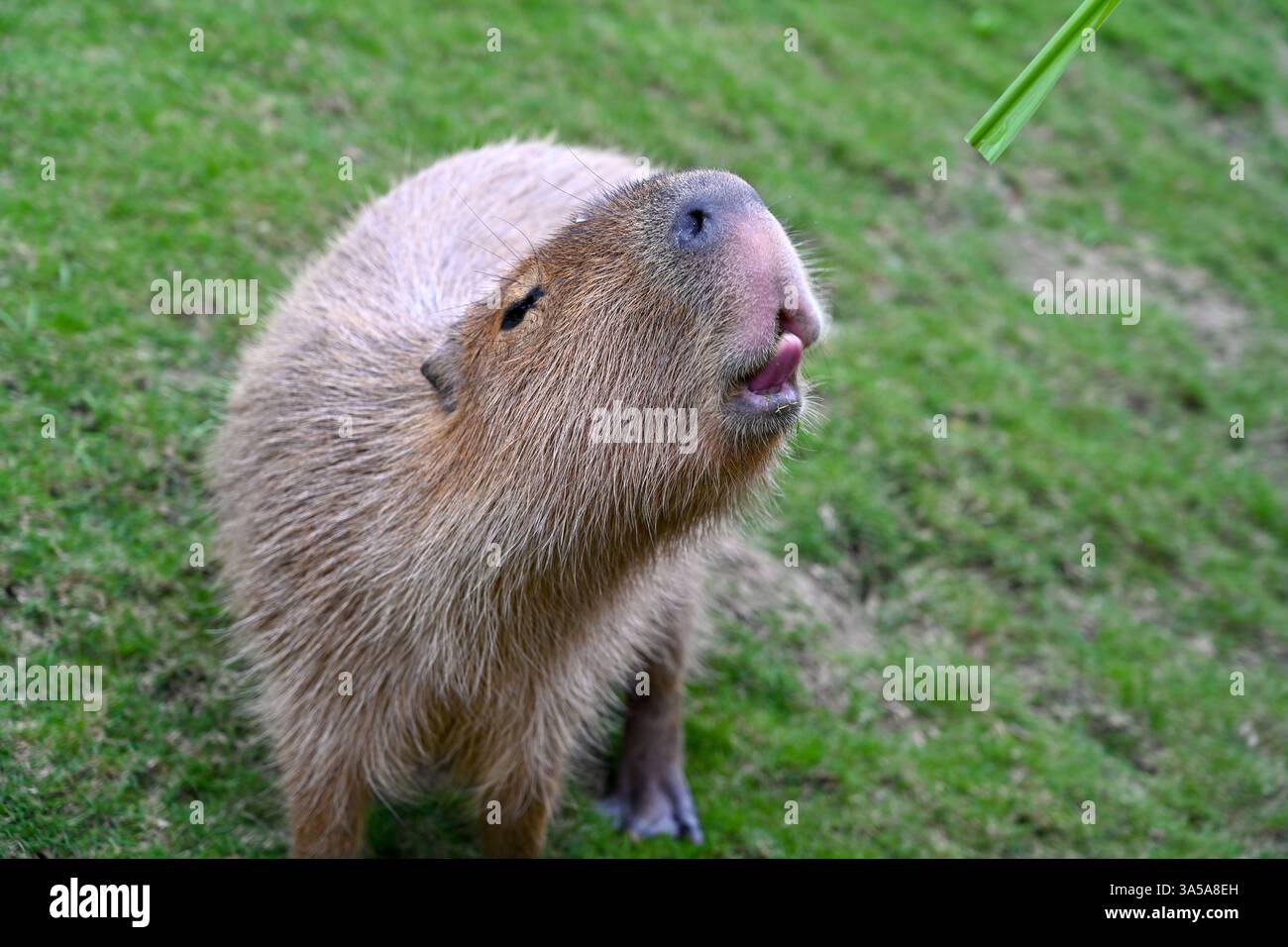Adorable Capybara Waiting for Food. A Gentle Animal's Stock Photo - Alamy