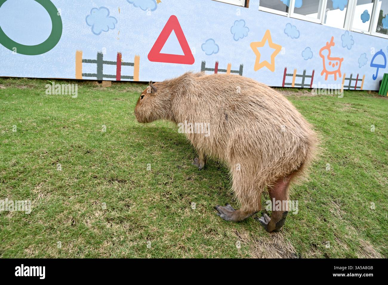 Adorable Capybara Waiting for Food. A Gentle Animal's Stock Photo - Alamy