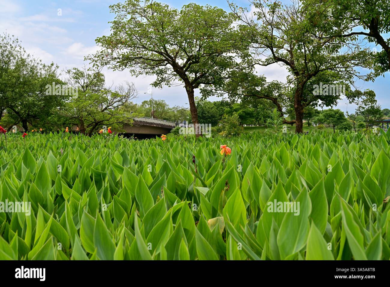 Lush Canna Lily Fields. A Natural View in Yilan Stock Photo - Alamy