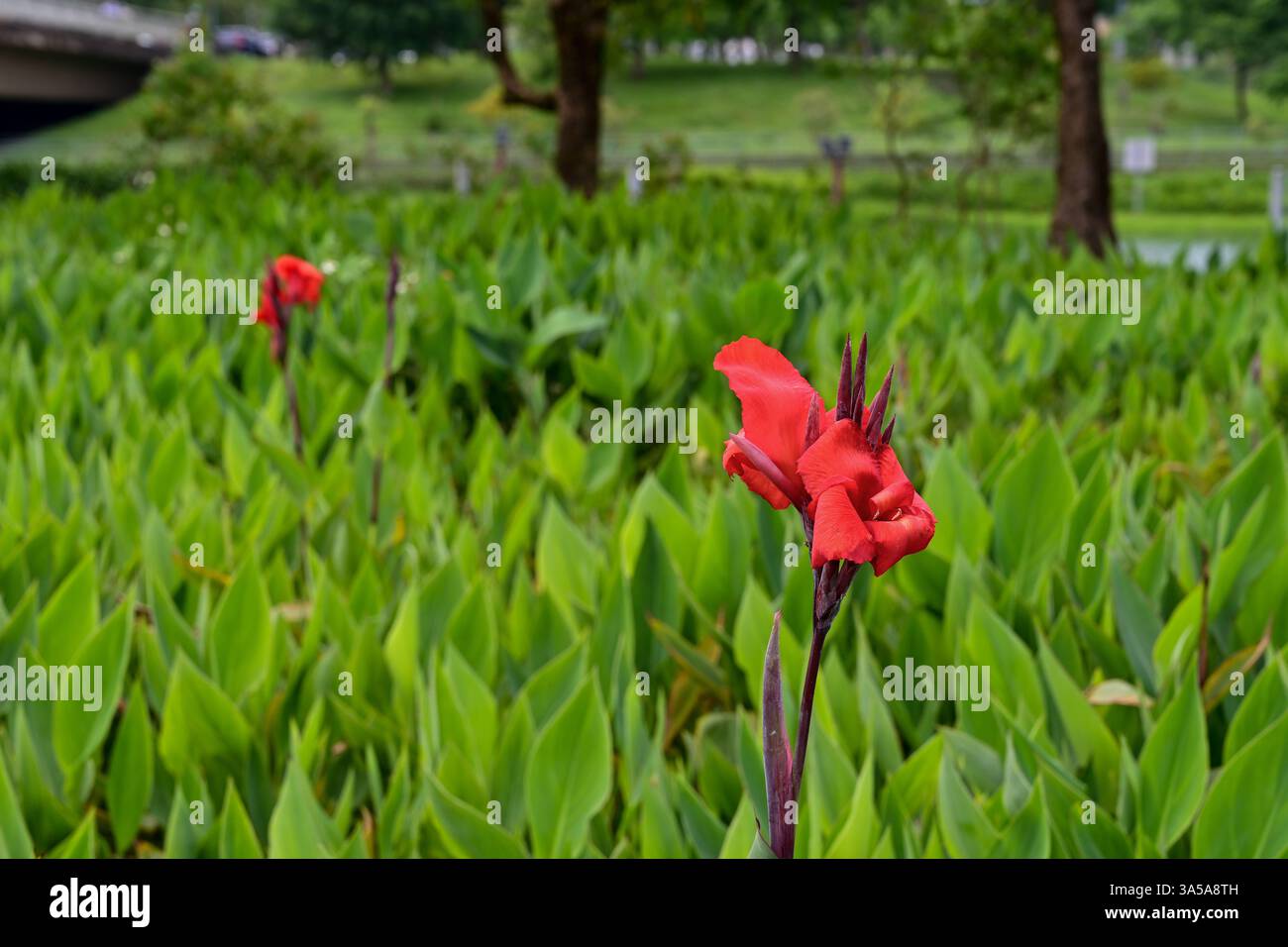 Lush Canna Lily Fields. A Natural View in Yilan Stock Photo - Alamy