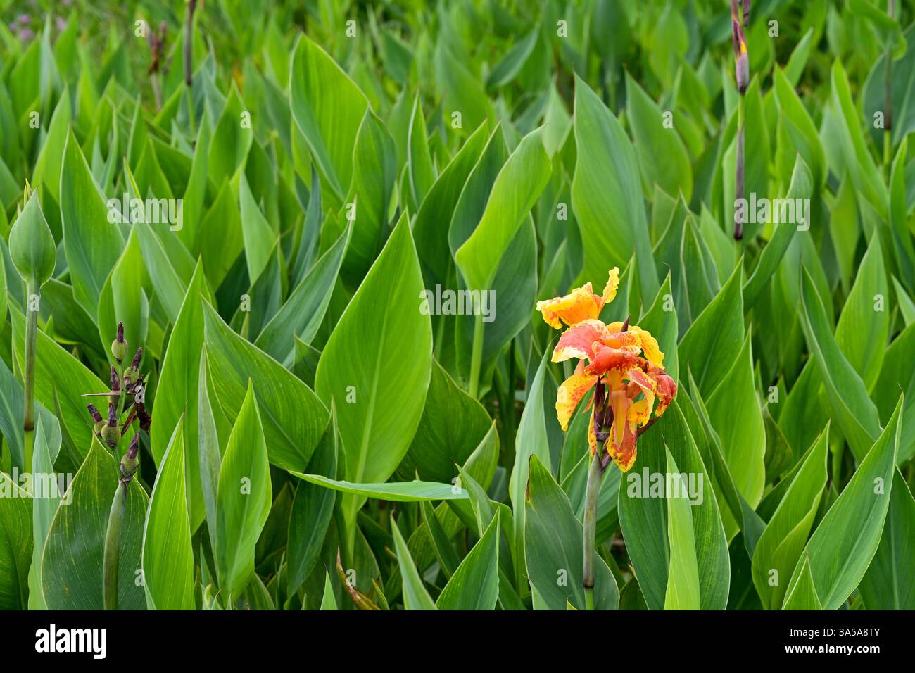 Lush Canna Lily Fields. A Natural View in Yilan Stock Photo - Alamy