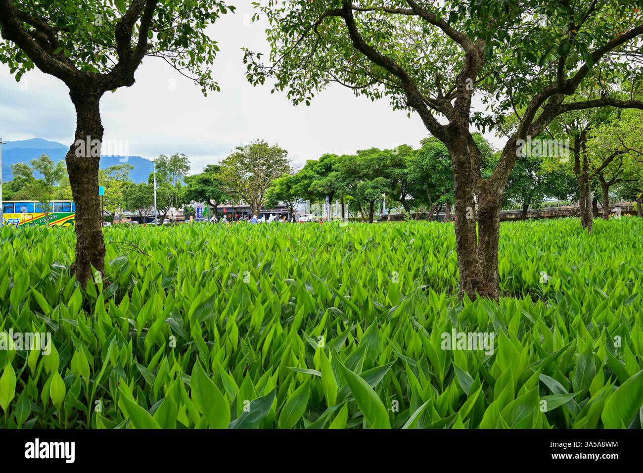 Lush Canna Lily Fields. A Natural View in Yilan Stock Photo - Alamy