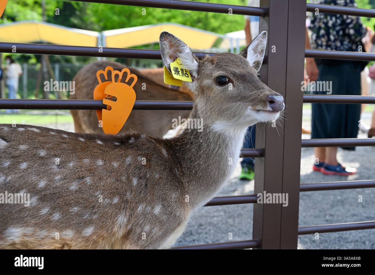 Adorable Deer Standing Calmly – A Peaceful Moment in the Zoo Stock ...