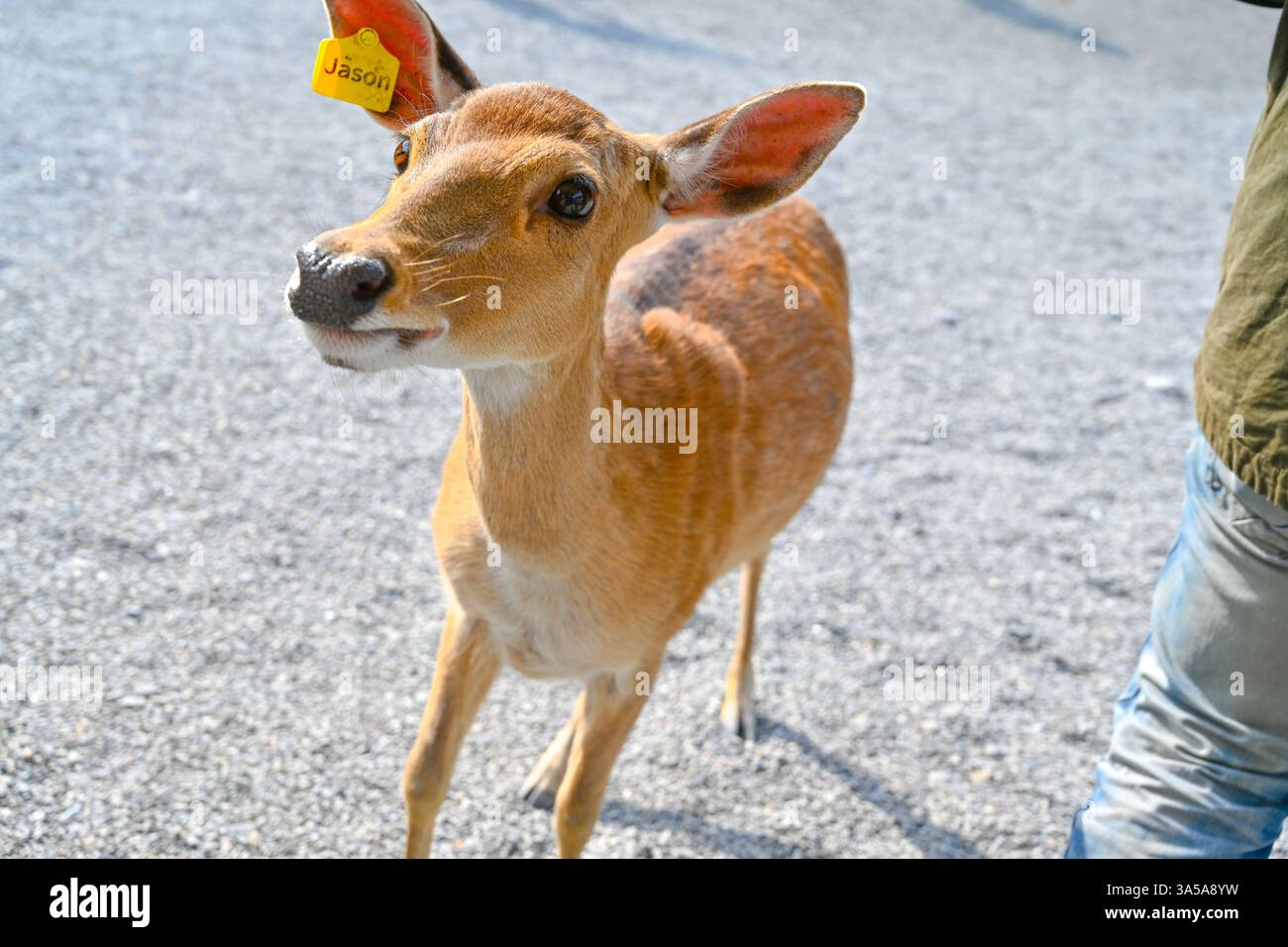 Adorable Deer Standing Calmly – A Peaceful Moment in the Zoo Stock ...
