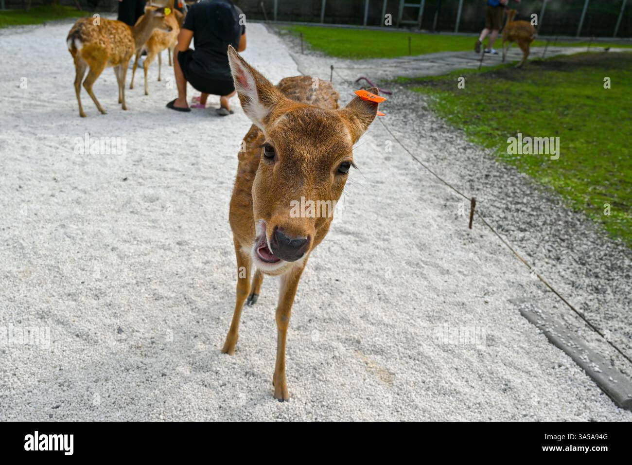Adorable Deer Standing Calmly – A Peaceful Moment in the Zoo Stock ...
