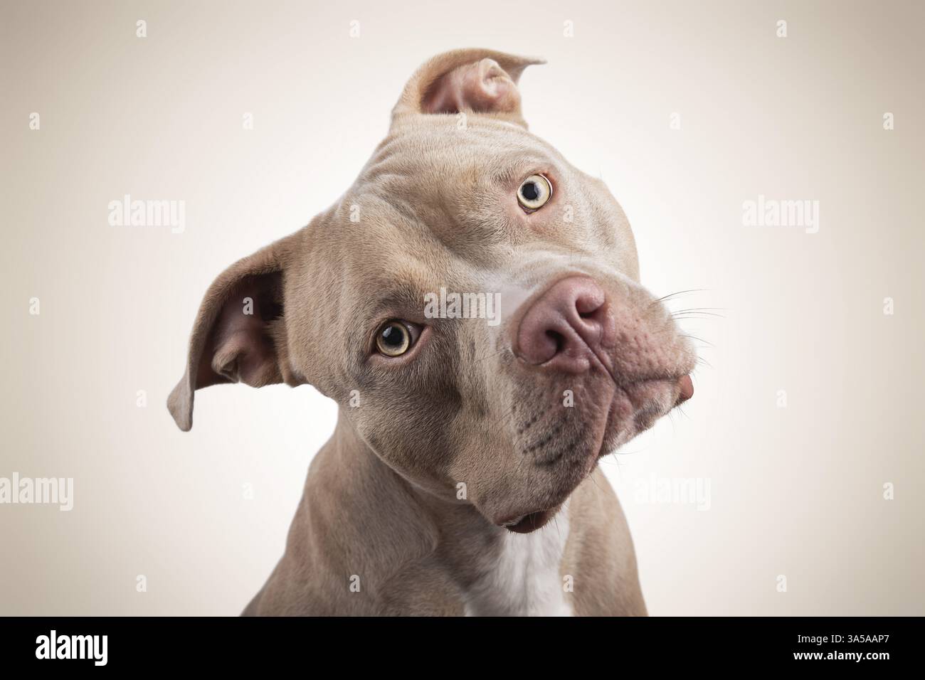 male American Pocket Bully Stock Photo - Alamy