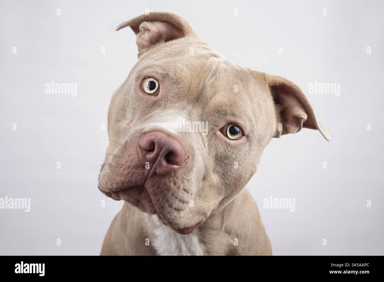 male American Pocket Bully Stock Photo - Alamy