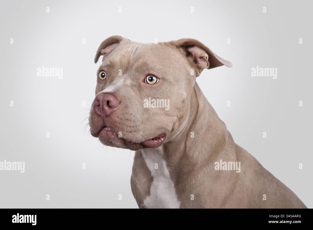 male American Pocket Bully Stock Photo - Alamy