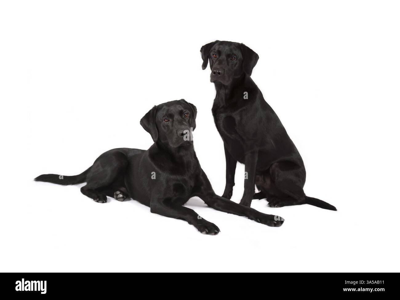 Adult male black labrador retriever Cut Out Stock Images & Pictures - Alamy
