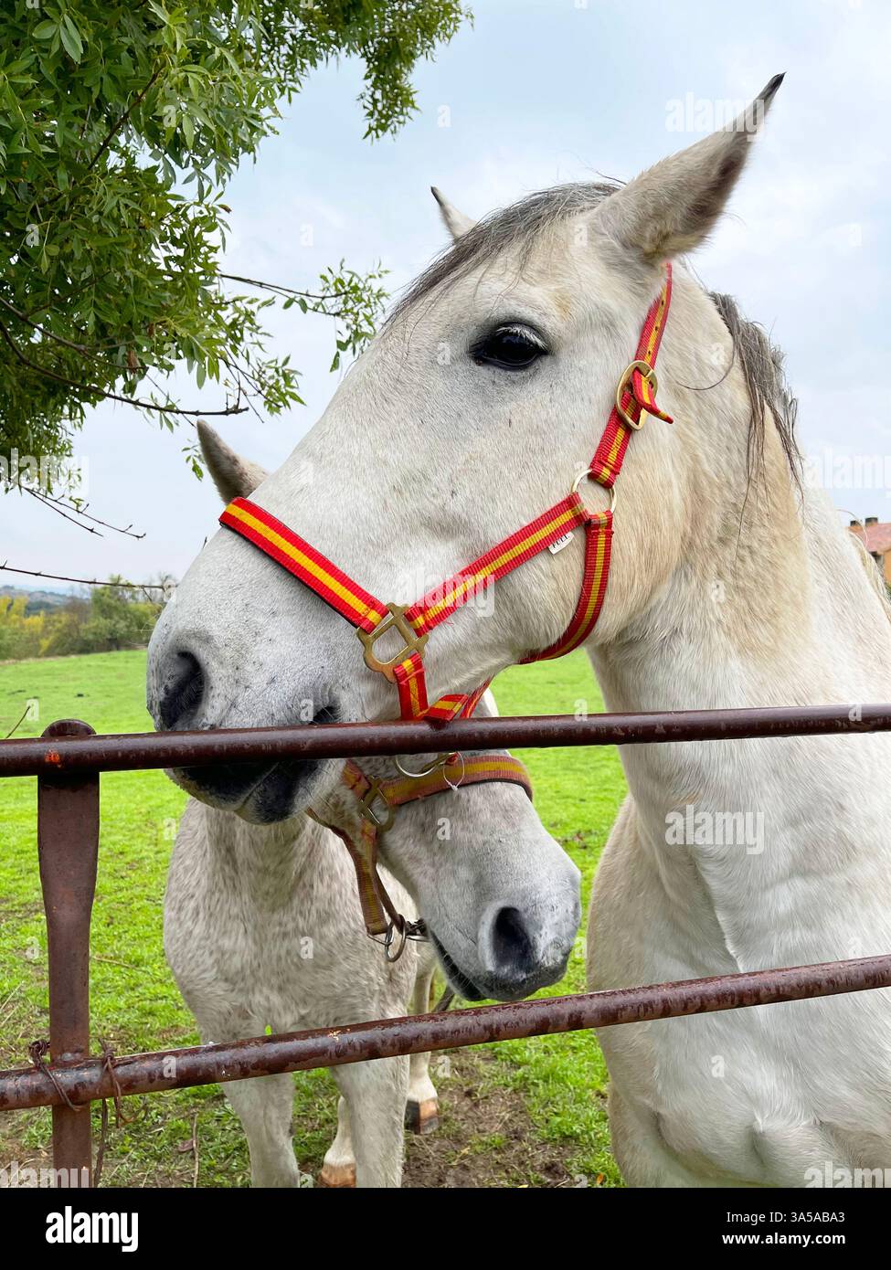 Dos caballos blancos hi-res stock photography and images - Alamy