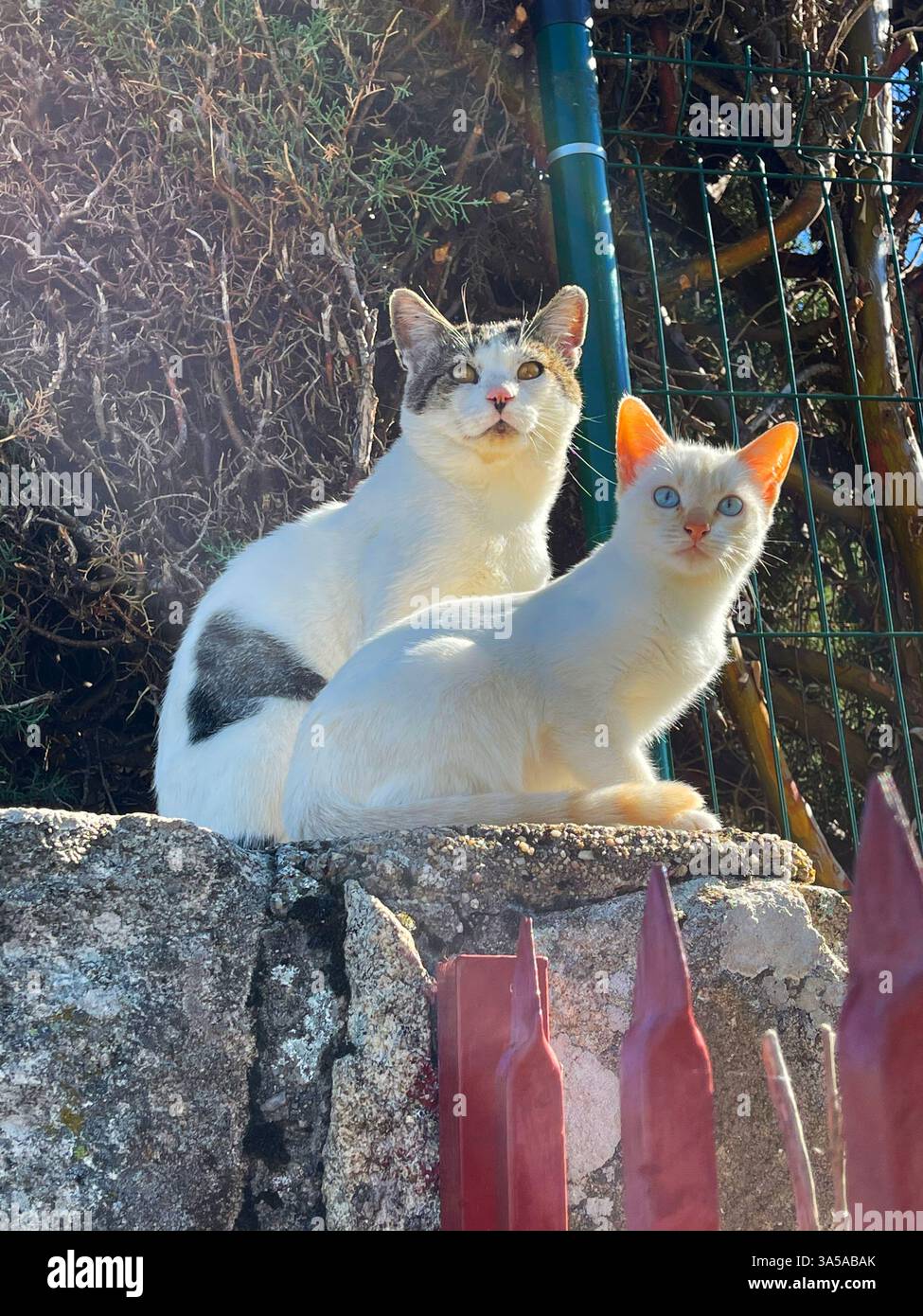 Cat and kitten Stock Photo - Alamy