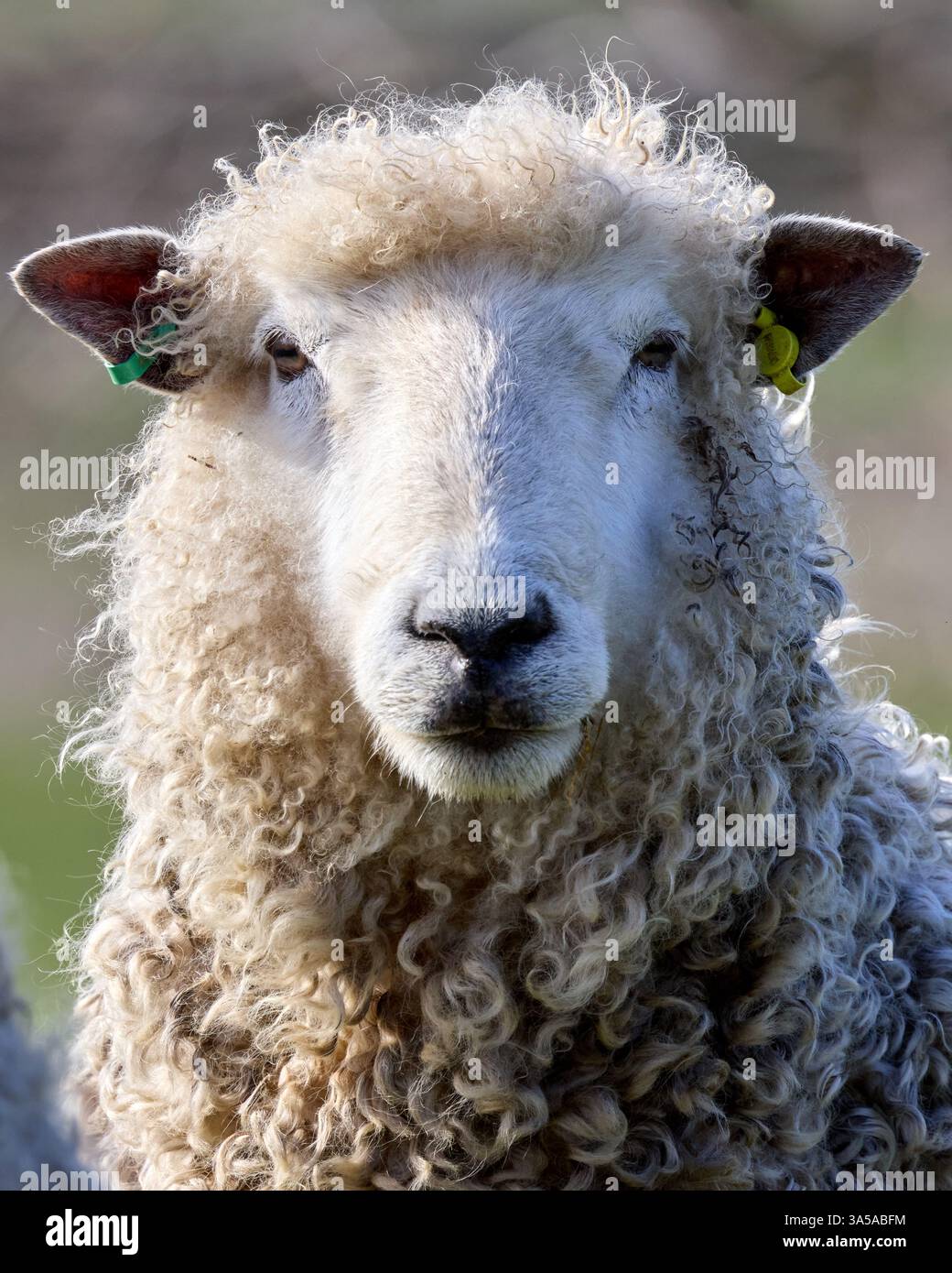 The Lincoln Longwool sheep is a large, dual-purpose breed known for its ...