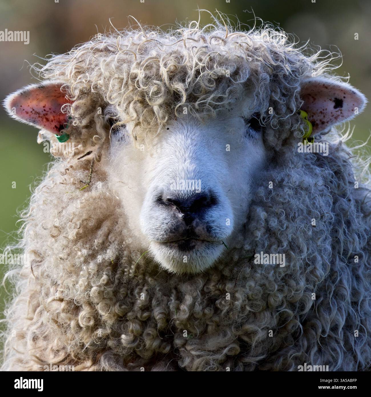 The Lincoln Longwool sheep is a large, dual-purpose breed known for its ...