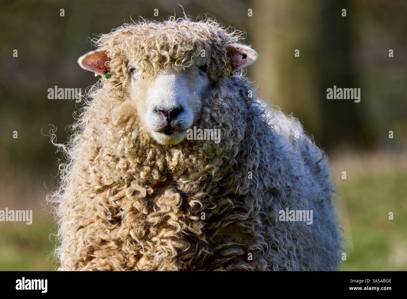 Longwool hi-res stock photography and images - Alamy