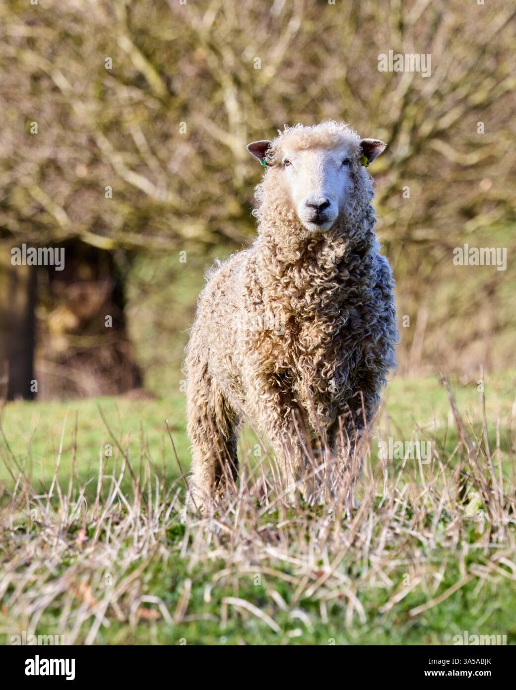 Longwool hi-res stock photography and images - Alamy