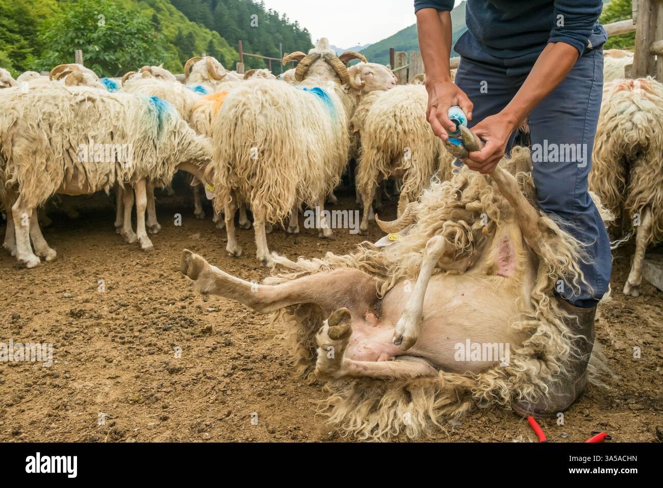 Farmer performing regular medical treatment on sheep at a farm in the ...