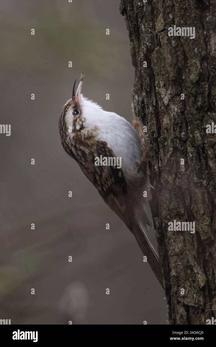 Short toed treecreepers hi-res stock photography and images - Alamy