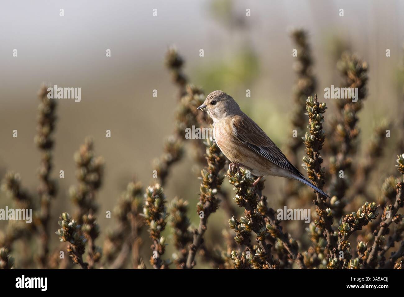 Eurasian linnet hi-res stock photography and images - Alamy