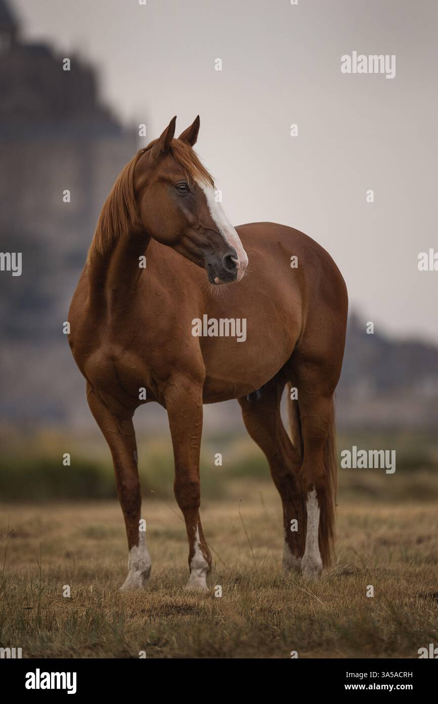 French trotter horse hi-res stock photography and images - Alamy