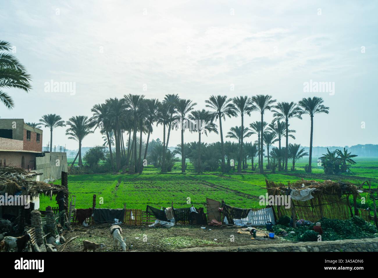 Cairo, Egypt - January 14, 2025: A rural farm scene with palm trees and ...