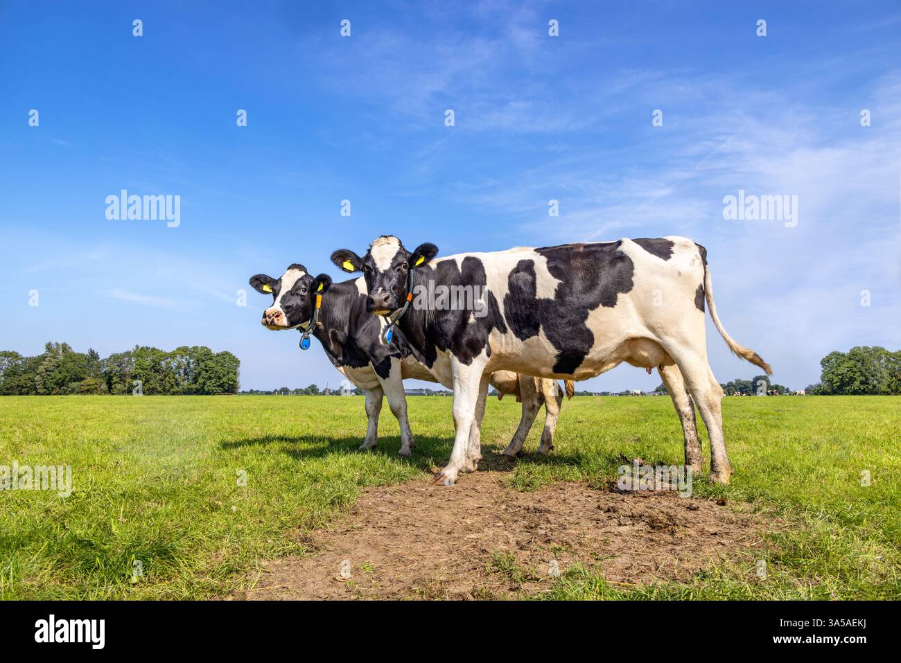 2 Dairy cows black and white, frisian holstein, standing together in a ...