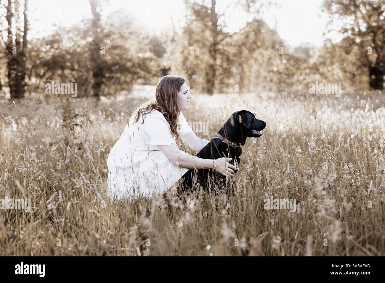 female Labrador Retriever Stock Photo - Alamy