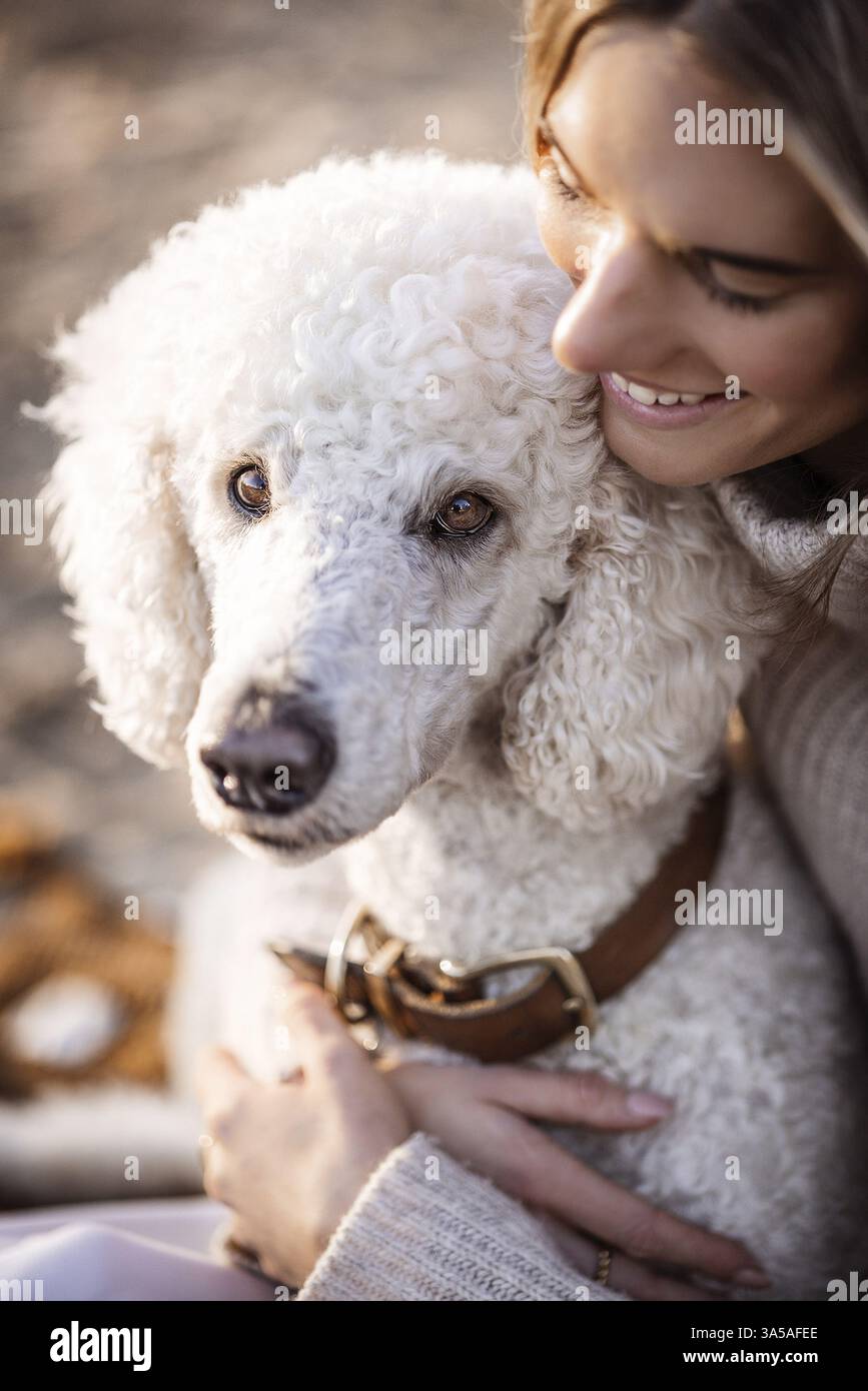 male Giant Poodle Stock Photo - Alamy