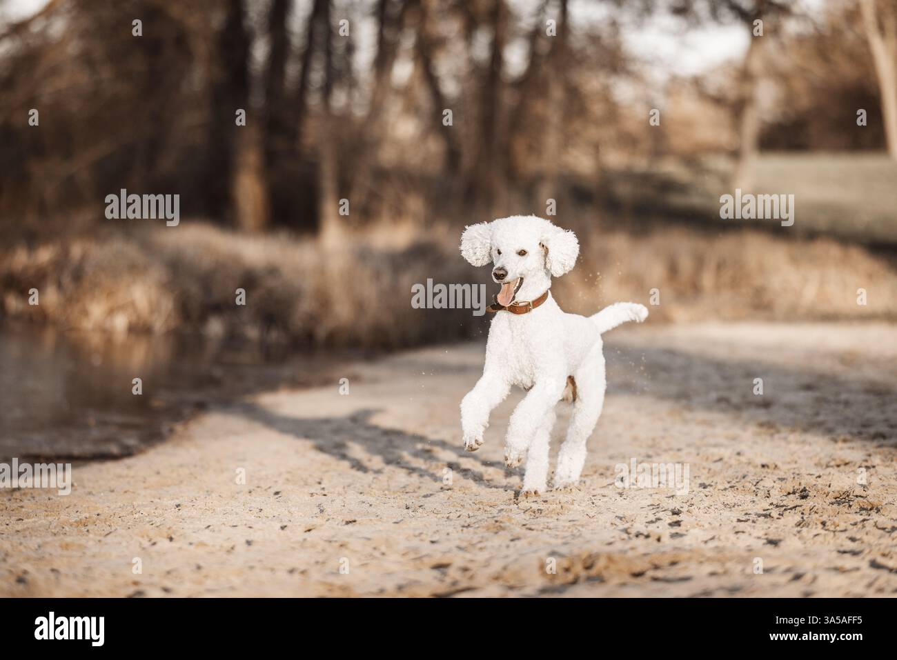 male Giant Poodle Stock Photo - Alamy
