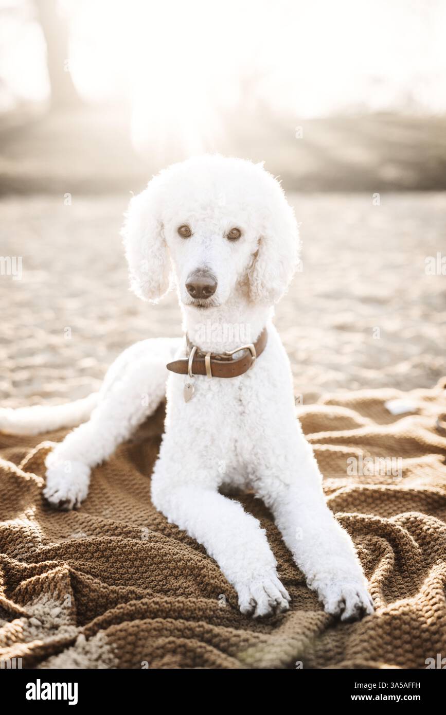 male Giant Poodle Stock Photo - Alamy