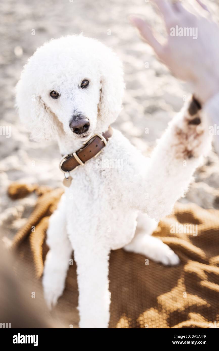 male Giant Poodle Stock Photo - Alamy