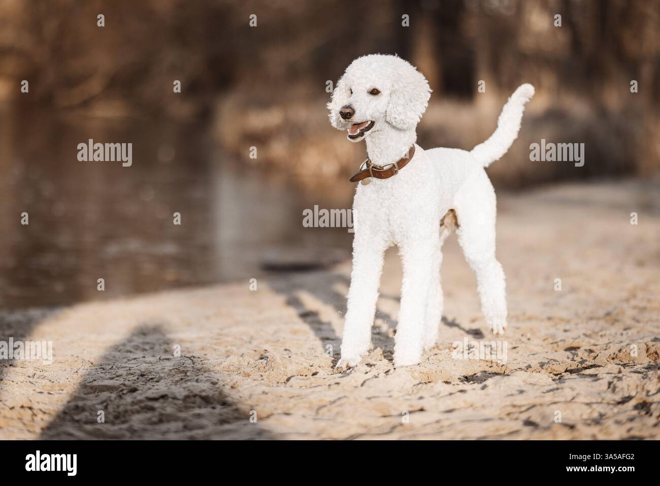 male Giant Poodle Stock Photo - Alamy