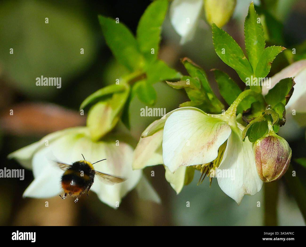 22.03.2025, Tierwelt im Garten, Fuerstenried West, im Bild: Hummel ...