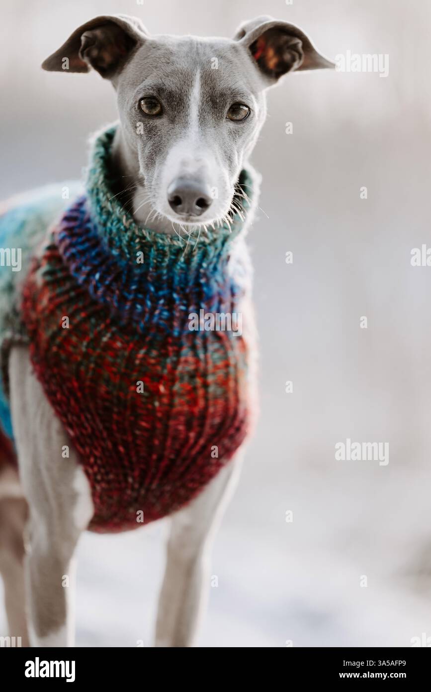 Two italian greyhounds hi-res stock photography and images - Alamy
