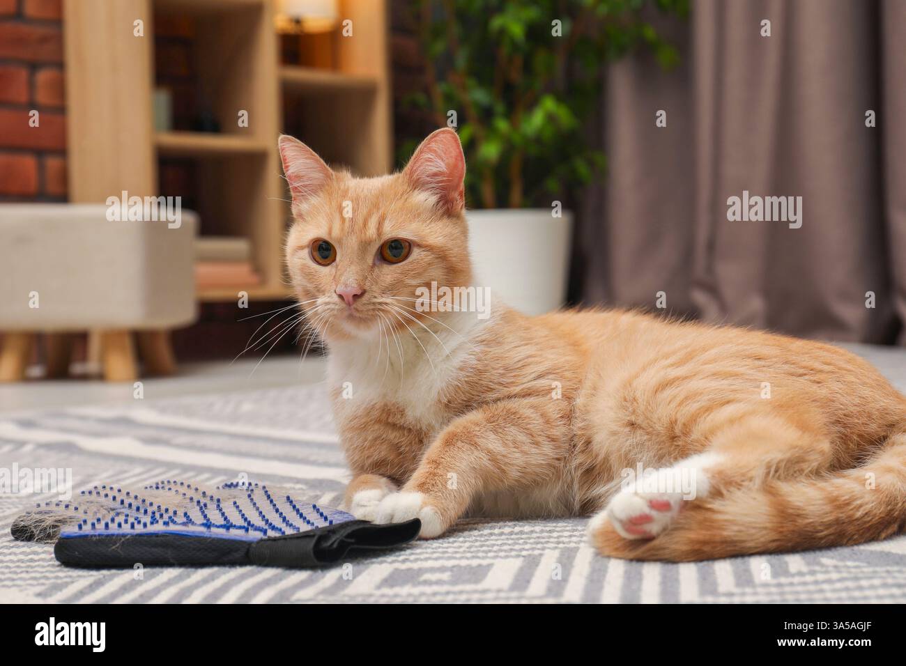 Cute ginger cat and grooming glove with pet's hair on floor at home ...