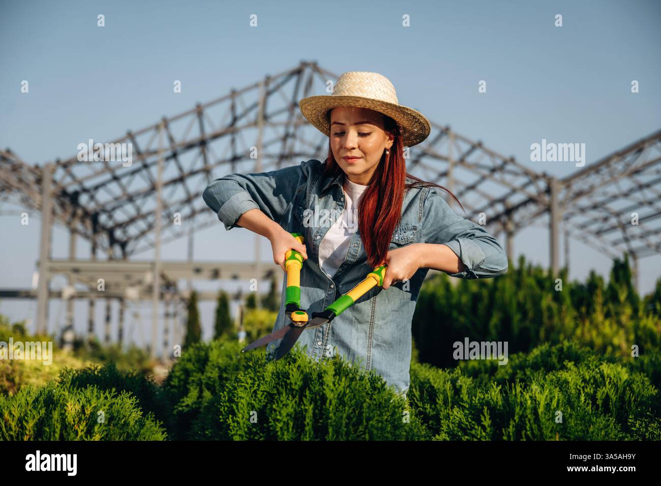 Process of cutting the bush with using scissors. Young redhead woman is ...