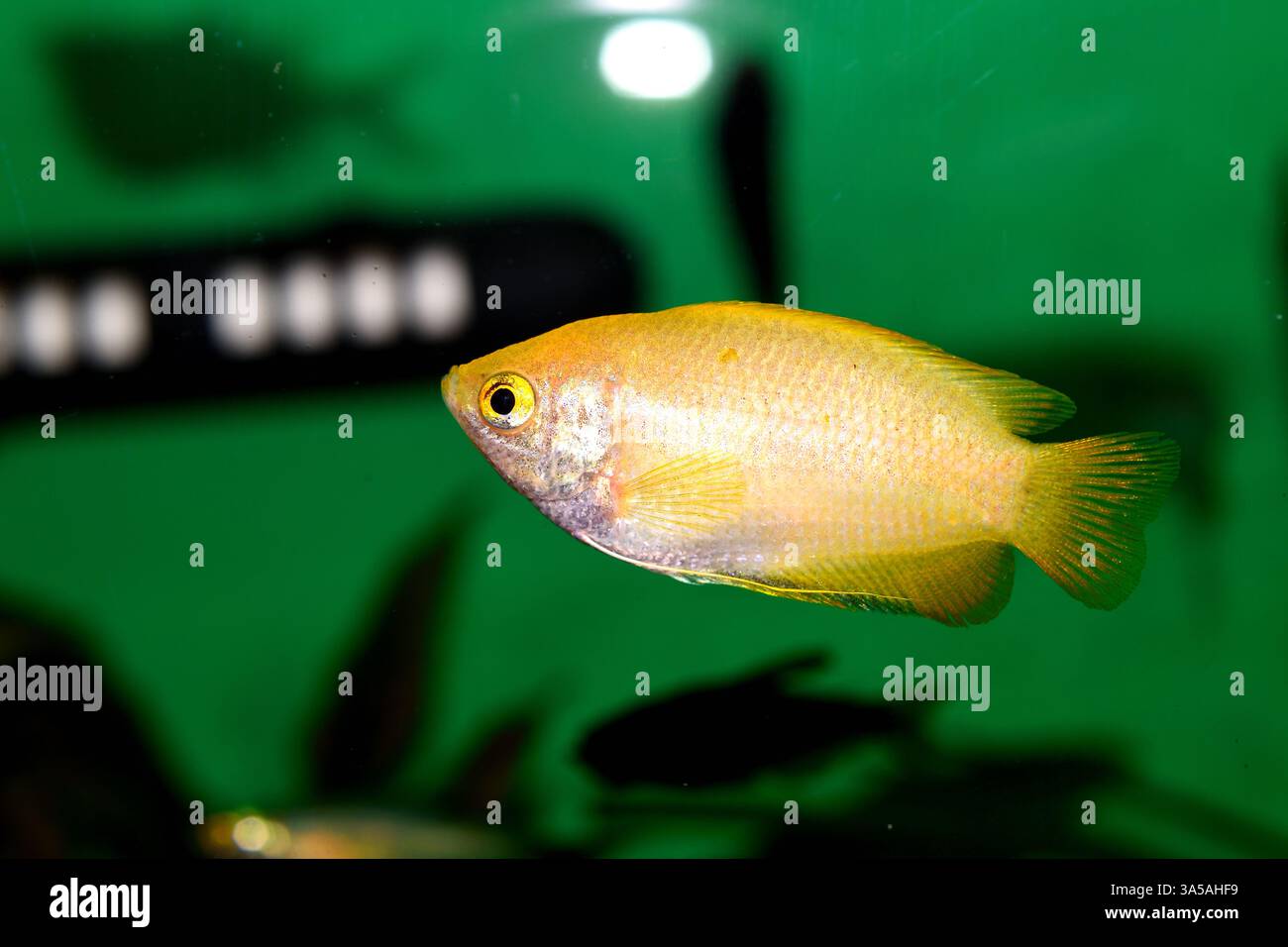 Beginner friendly fish hi-res stock photography and images - Alamy