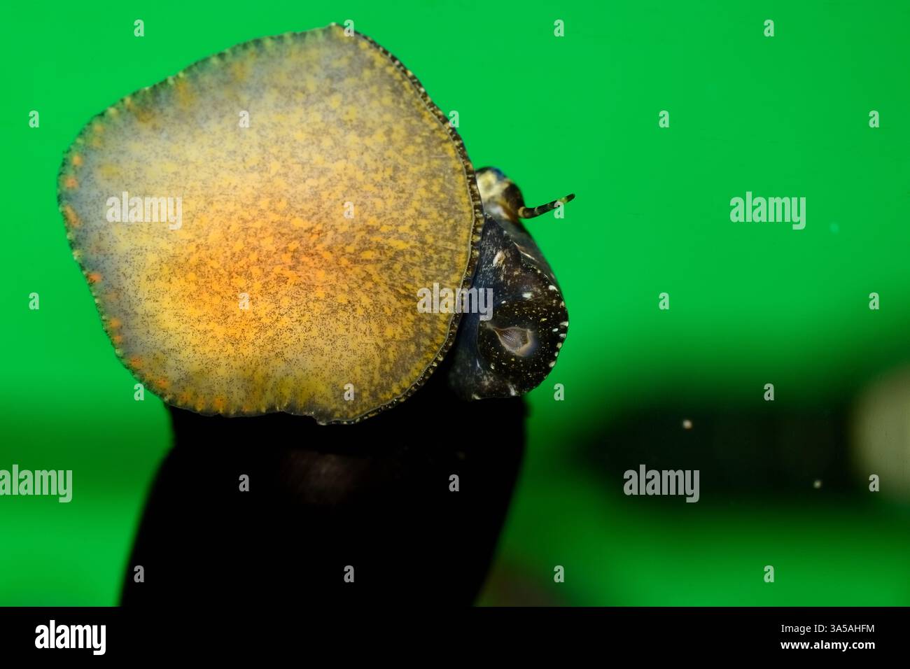 The black devil snail is a striking freshwater species with a glossy ...