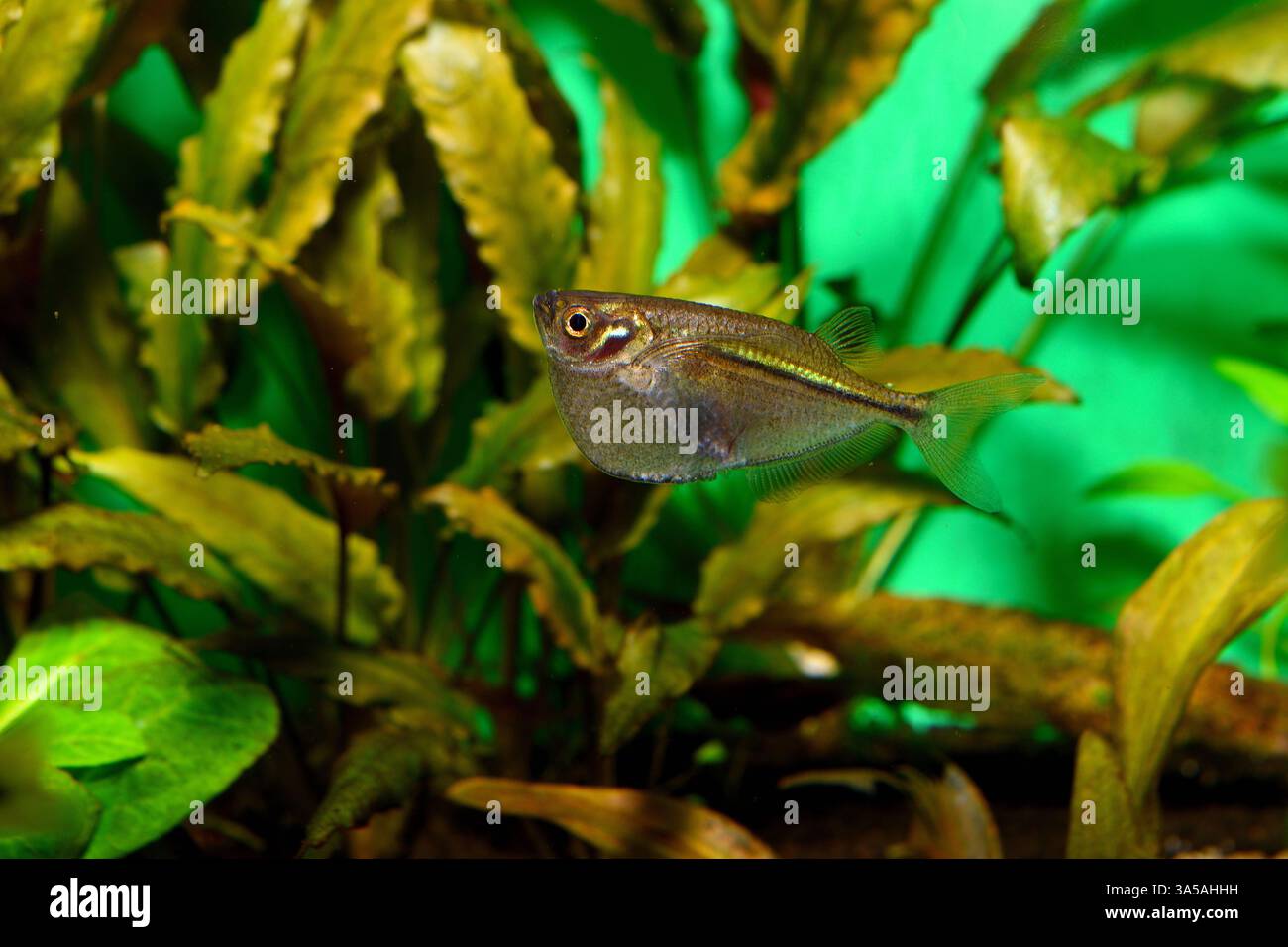 The silver hatchetfish is a unique freshwater fish with a deep ...