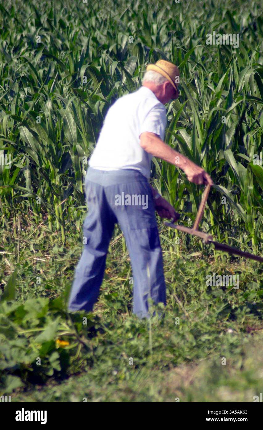 farmer mowing green grass with a scythe in the field farmer mowing with ...