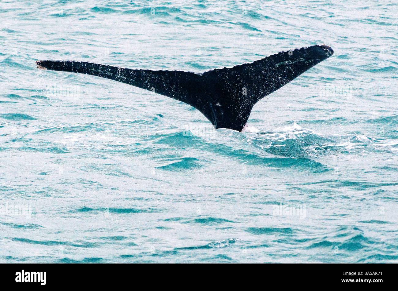 Humpback Whale diving showing tail and water droplets Stock Photo - Alamy