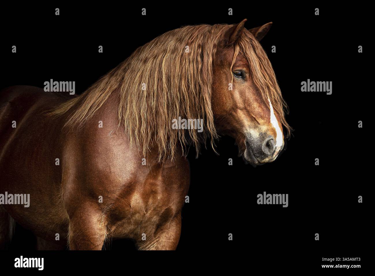 All star perche hi-res stock photography and images - Alamy