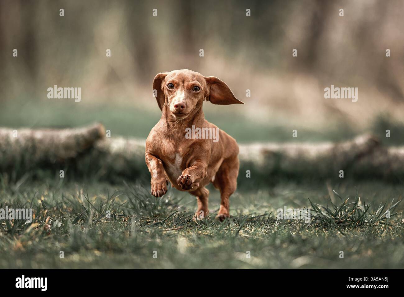 American Miniature Dachshund Stock Photo - Alamy