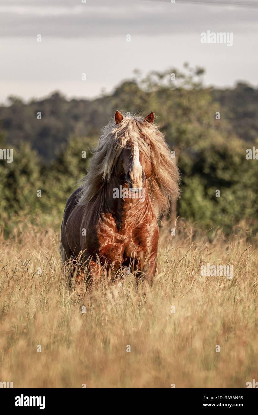 Percheron running meadow hi-res stock photography and images - Alamy