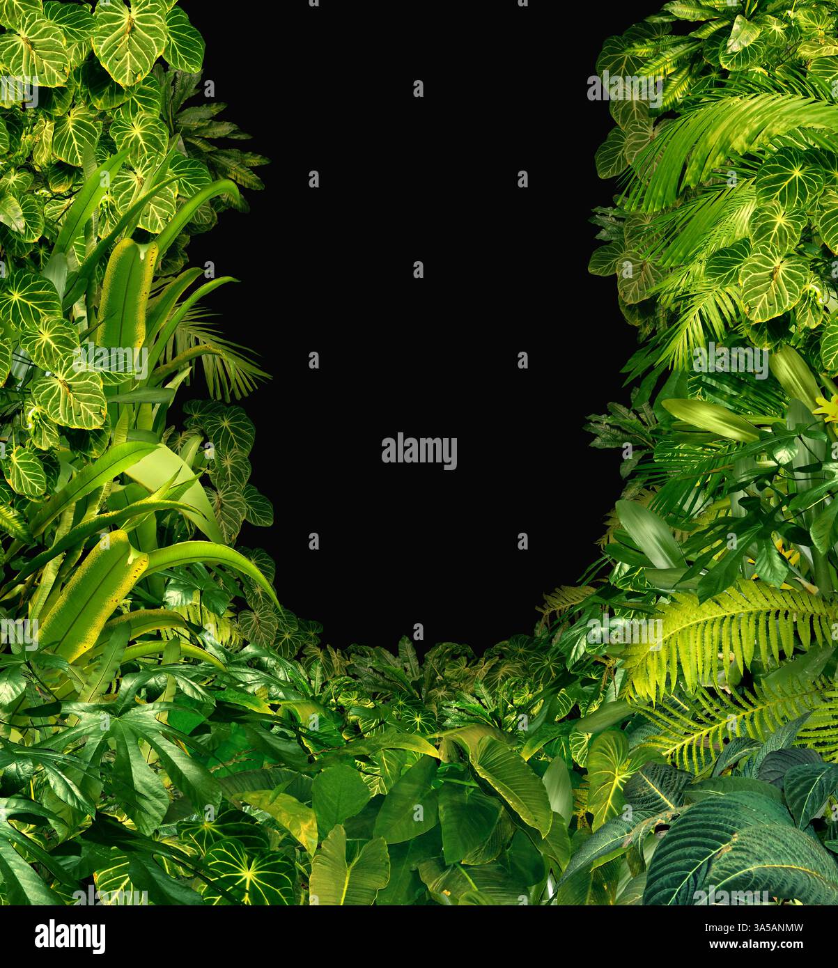 Night palm on jungle hi-res stock photography and images - Alamy